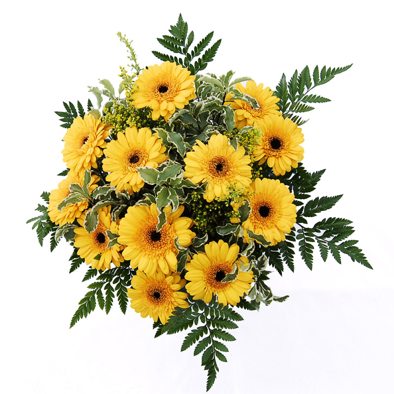 Germini: info on care tips, flowering time & more